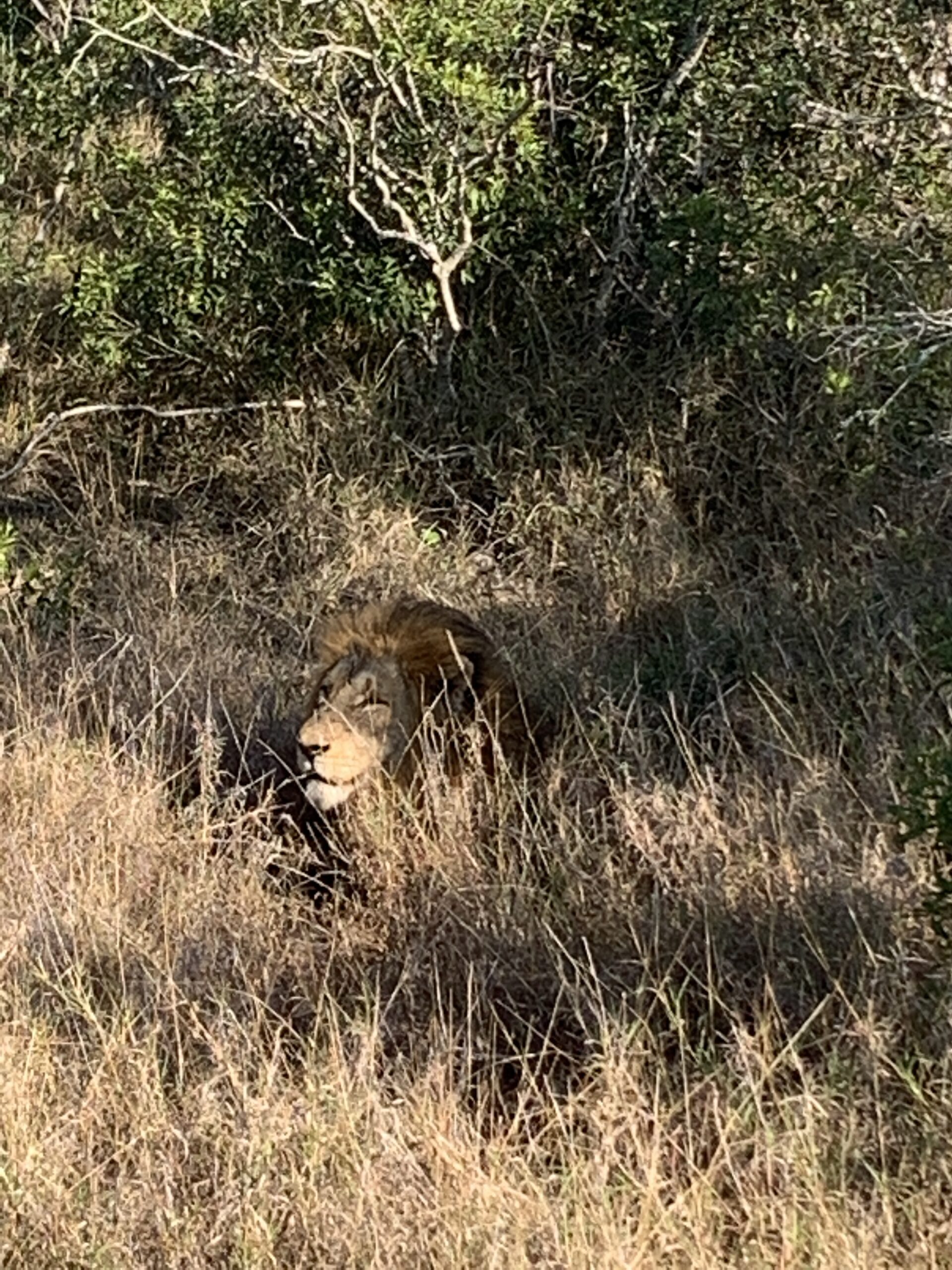 Planning an African Safari: Your Ultimate Guide